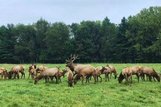 Elk - Wildlife Prairie Park