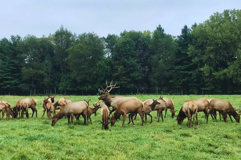 Elk - Wildlife Prairie Park