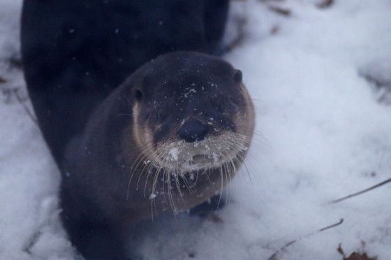 North American River Otter - Wildlife Prairie Park