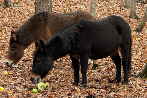 Hinny - Wildlife Prairie Park