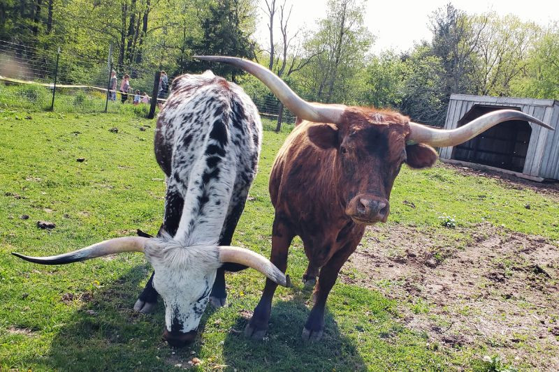 Texas Longhorns - Wildlife Prairie Park