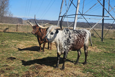 Texas Longhorns - Wildlife Prairie Park