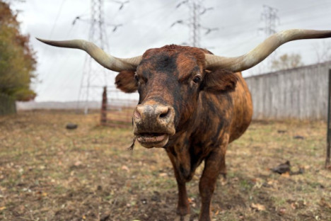 Texas Longhorns - Wildlife Prairie Park