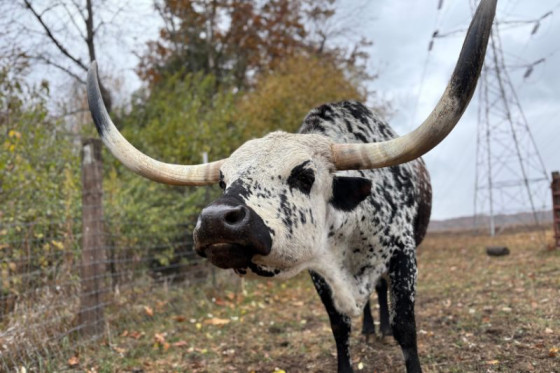 Texas Longhorns - Wildlife Prairie Park