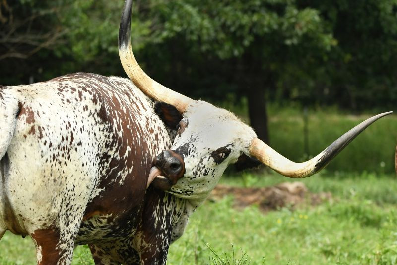 Texas Longhorns - Wildlife Prairie Park