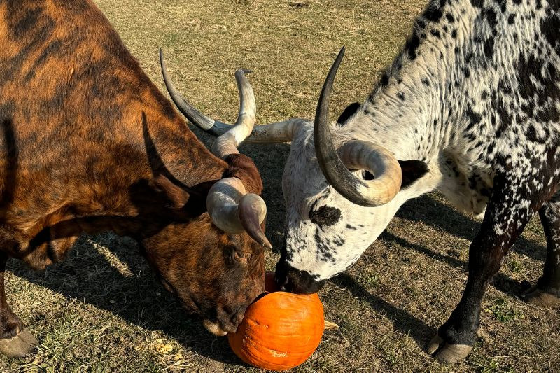 Texas Longhorns - Wildlife Prairie Park